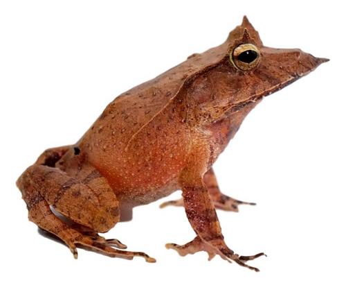 Solomon Island Eyelash Frog | morph-mania-reptiles