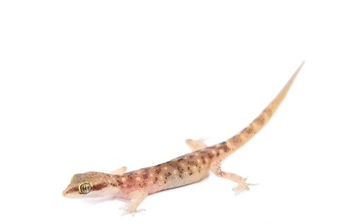 Steudner’s Pygmy Gecko | morph-mania-reptiles
