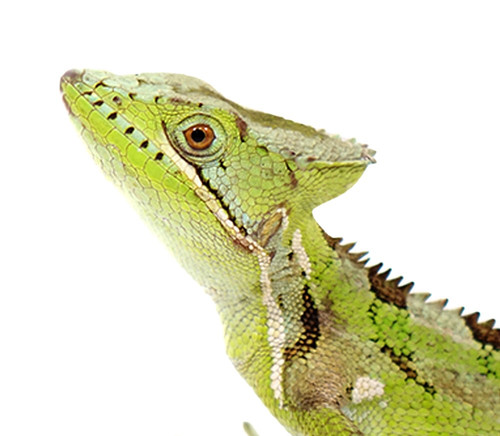 Serrated Conehead Lizard | morph-mania-reptiles