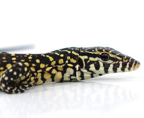 Baby Nile Monitor | morph-mania-reptiles