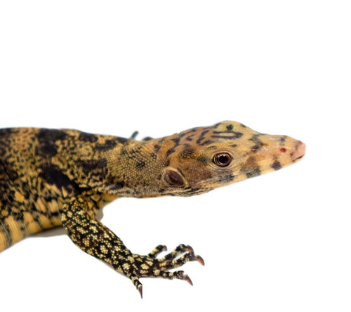 Sulphur Monitor | morph-mania-reptiles