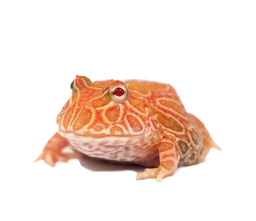 Strawberry Pacman Frog | morph-mania-reptiles