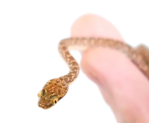 Egyptian Cat Eye Snake | morph-mania-reptiles