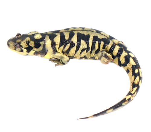 Yellow Barred Tiger Salamander | morph-mania-reptiles