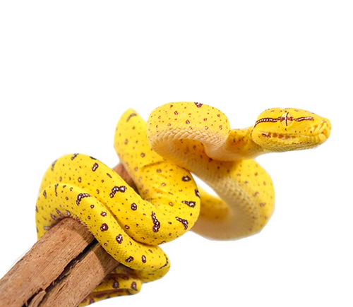 Baby Aru Green Tree Python | morph-mania-reptiles