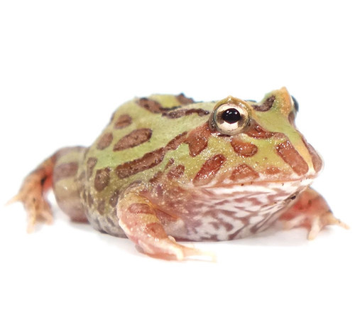 Camo Pacman Frog | morph-mania-reptiles
