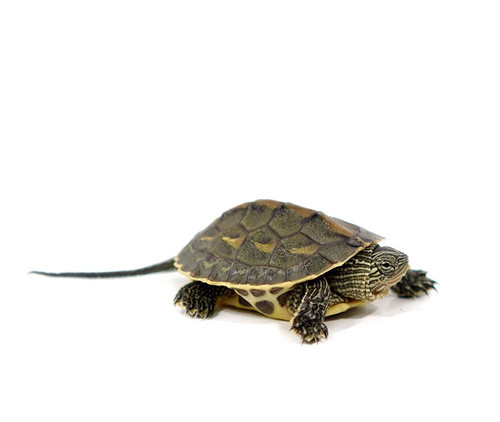 Baby Chinese Golden Thread Turtles | morph-mania-reptiles