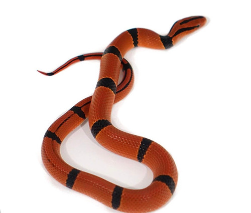 Baby Yunan Mountain Ratsnake | morph-mania-reptiles