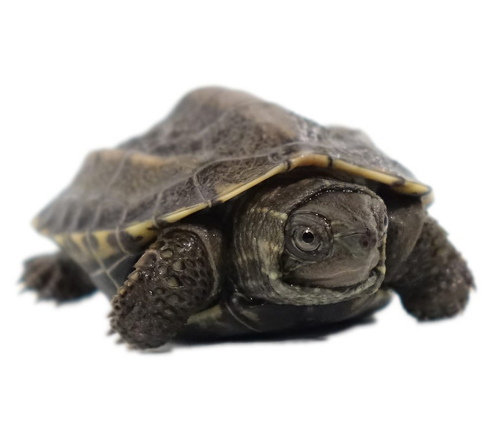 Reeves Turtle | morph-mania-reptiles