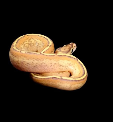 Baby Puma Ball Python | morph-mania-reptiles