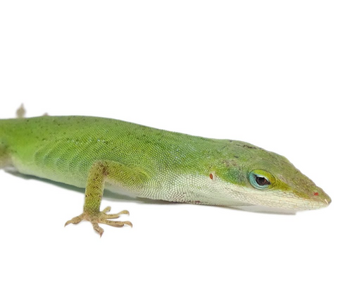 Green Anole | morph-mania-reptiles