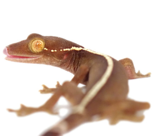 White Lined Gecko | morph-mania-reptiles