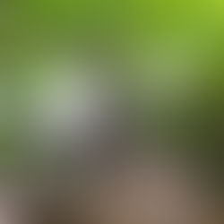 Arlington Literary Journal (ArLiJo)