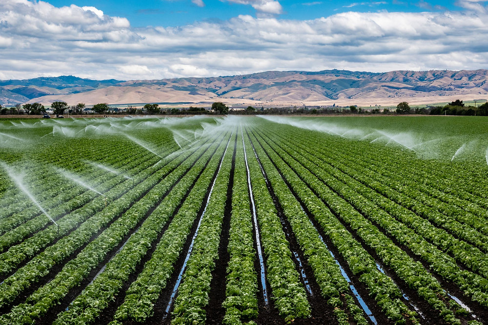 Venture Capital and AgriTech Investments in South Africa