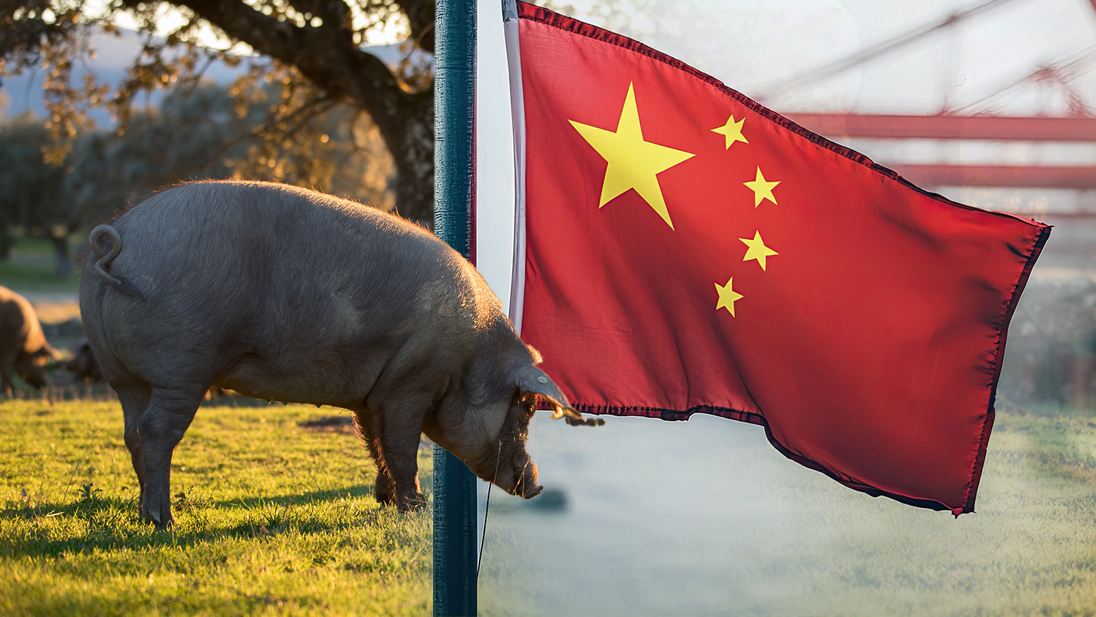 China’s Pork Market Outlook: 2026 Forecast and Key Trends