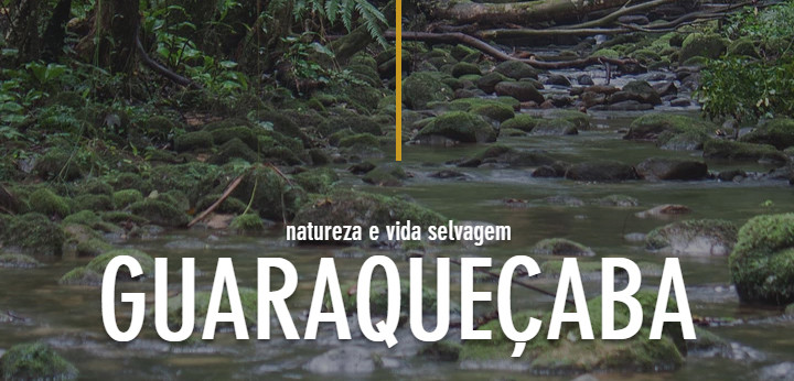 CARA-ROXA | guaraquecaba