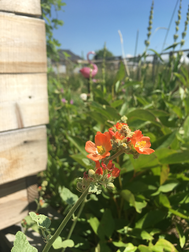 Featured Plant: Munro’s Globemallow - Sphaeralcea munroana