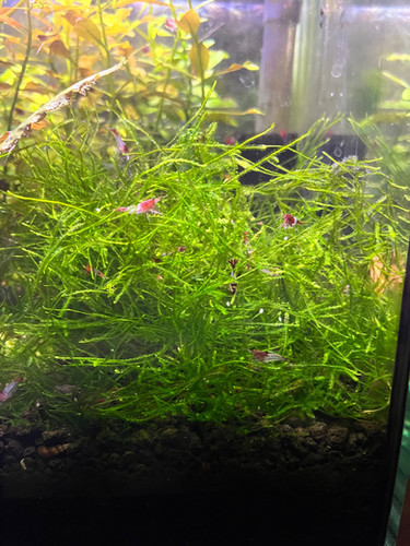Java Moss | Ryan's Aquatics