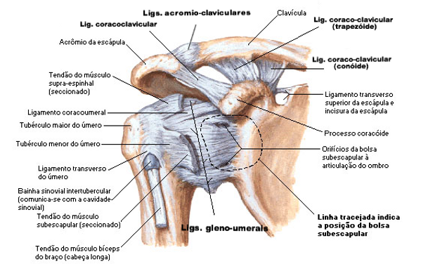Anatomia Ombro | Dr. César Betoni