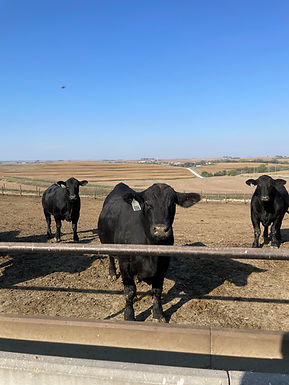 HOME | Bertelsen Beef