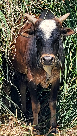 Mini Zebu Bull for Sale | minizebufarm