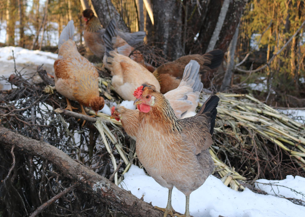 Keeping Chickens in Winter