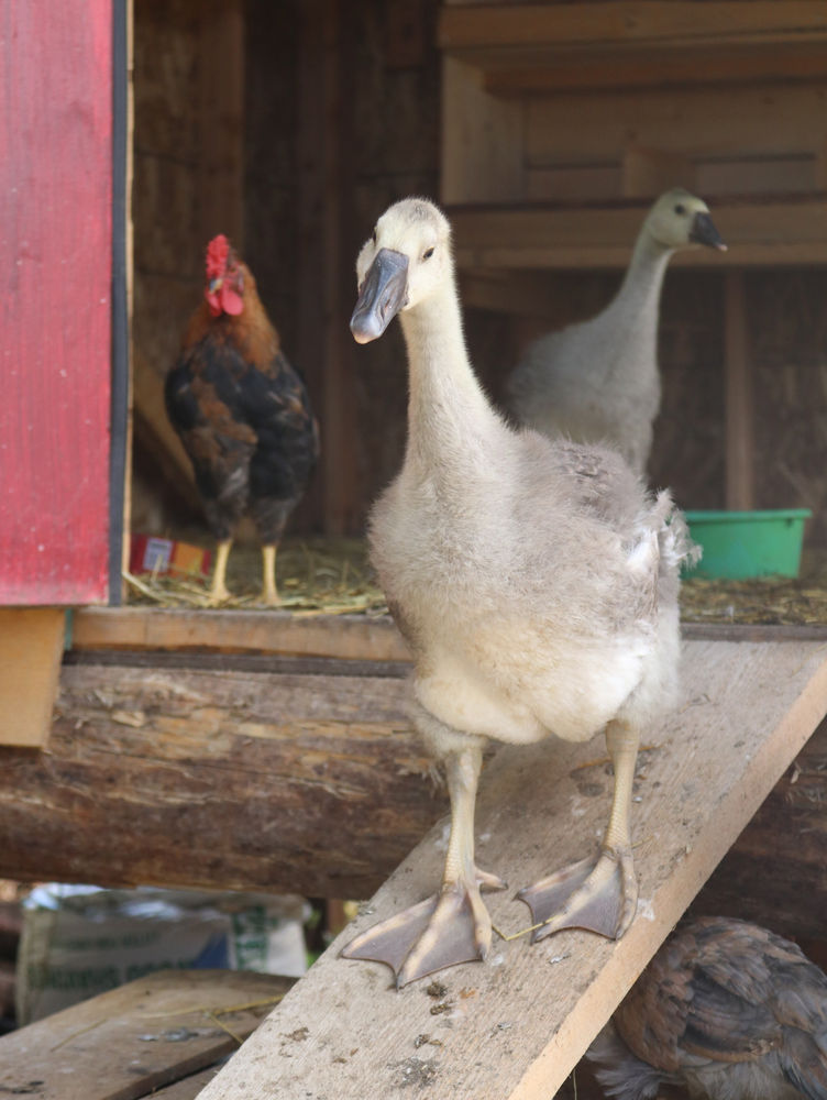 Our Adventures Raising Geese