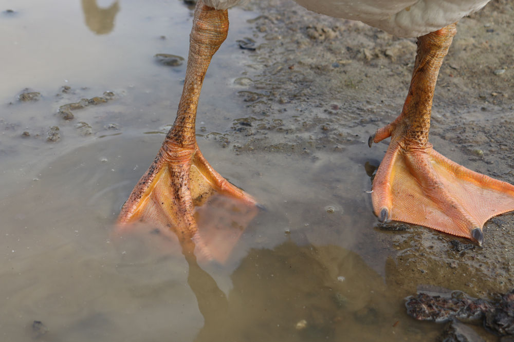 Our Adventures Raising Geese