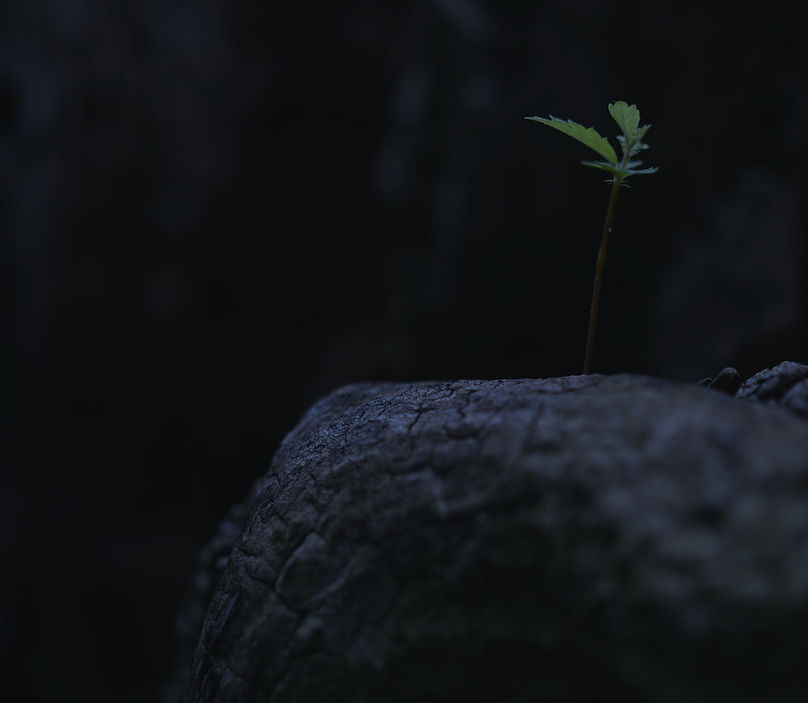 About Us | RoboSoft SA