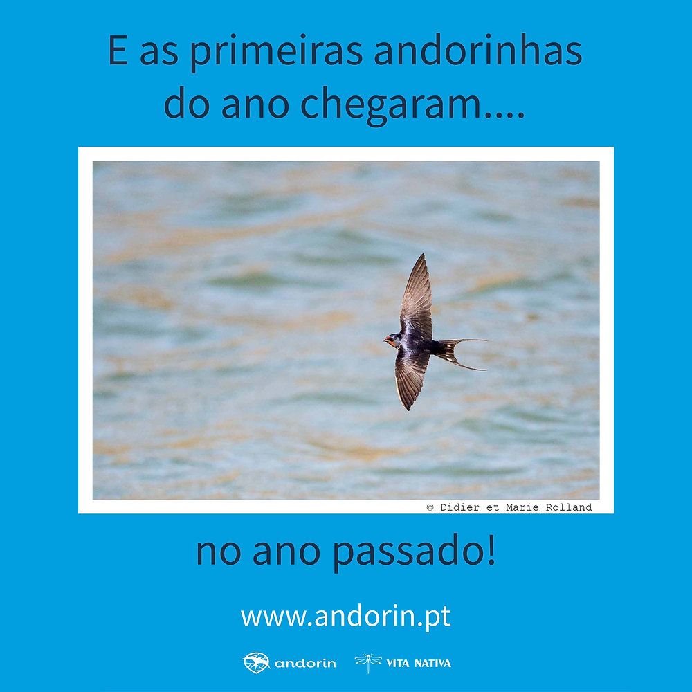 E as primeiras andorinhas do ano chegaram… no ano passado!