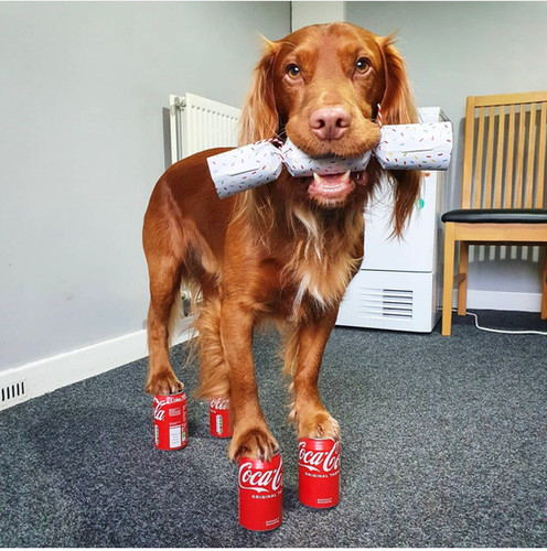 Tricks for Dog Balance and Hopscotch | DogTalentAssociation