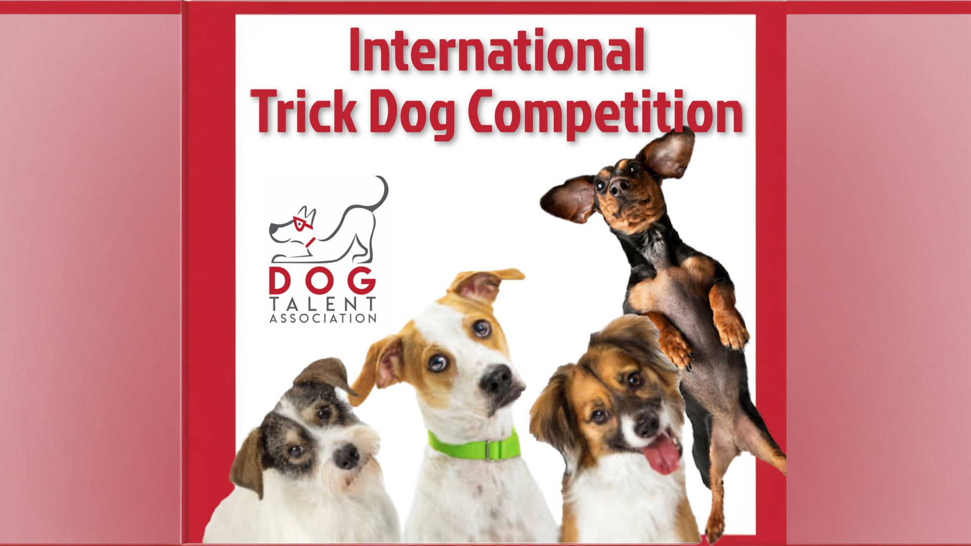 International Trick Dog Competition - why it is special?