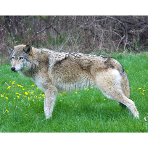 Gray Wolf | iroquoismuseum