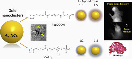 Gold Nanoclusters as a contrast agent for image-guided surgery of head ...