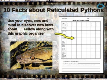 RETICULATED PYTHON: 10 facts. Engaging PPT (w links & free graphic ...