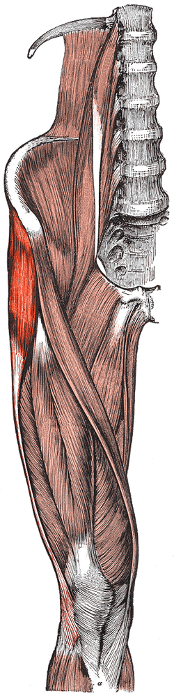 Muscle Monday: Tensor Fasciae Latae or TFL