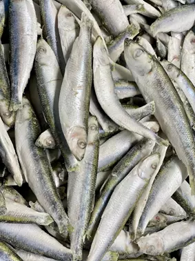 Dougies Frozen Sprats 1kg | Viking Raw Pet Store