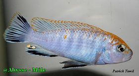 pseudotropheus perspicax