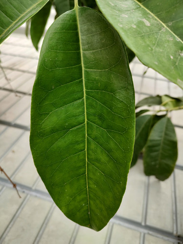 Fresh Allspice Leaf | We Grow Microgreens