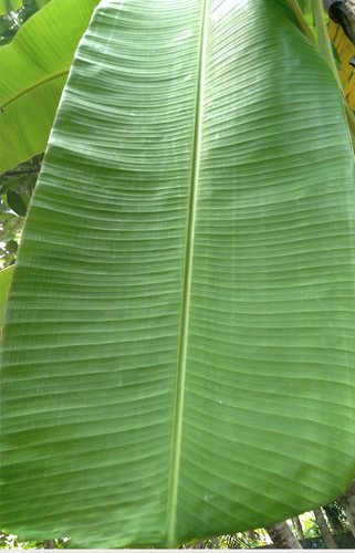 Fresh Banana Leaves | We Grow Microgreens