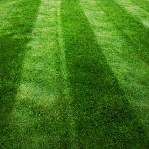 HM All American Dark Green Lawn Grass Seed Mix | UK Grass Seeds