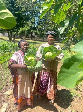 d'rose development consultancy