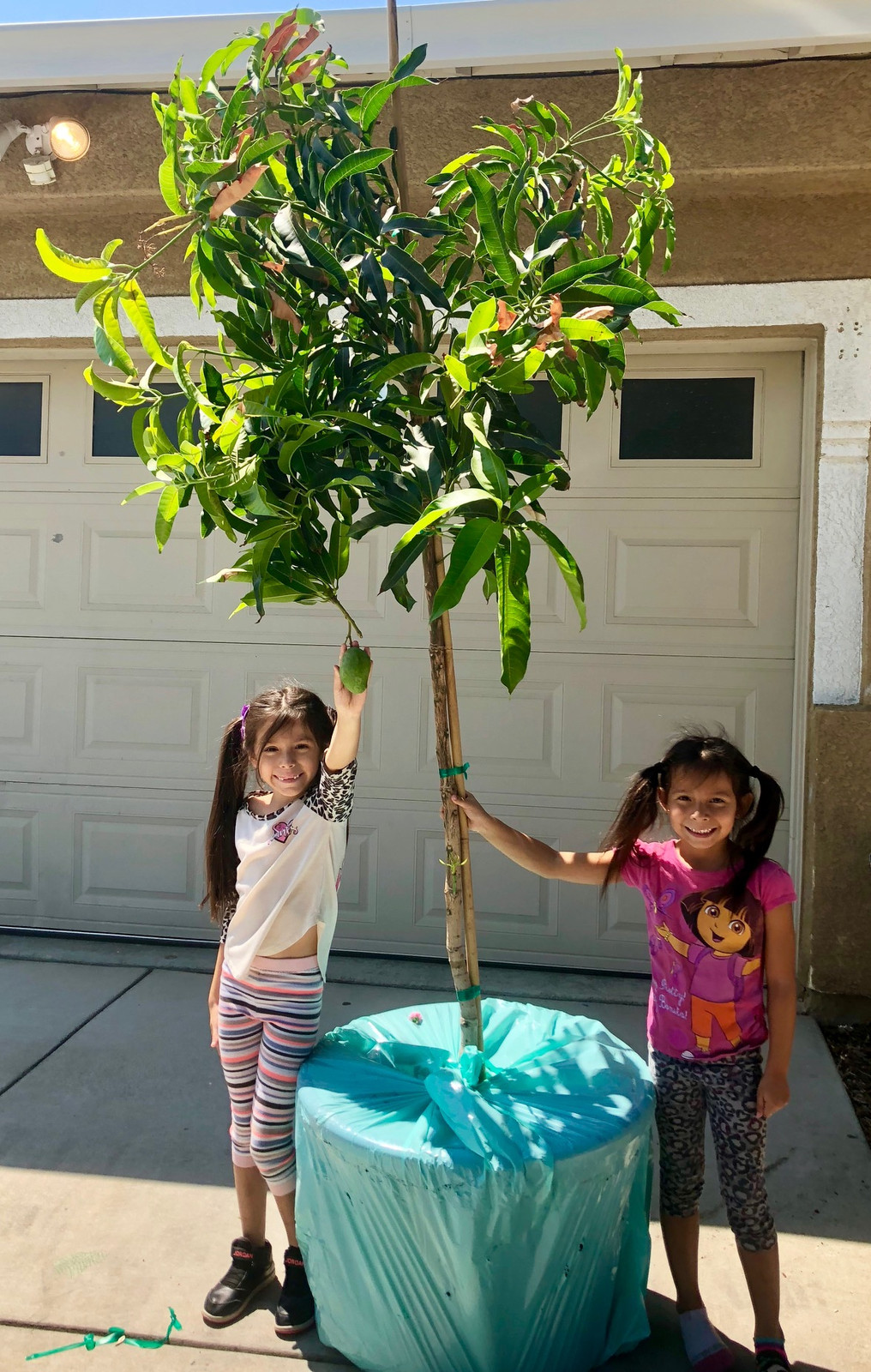 30 Gallon Tree Container Dimensions