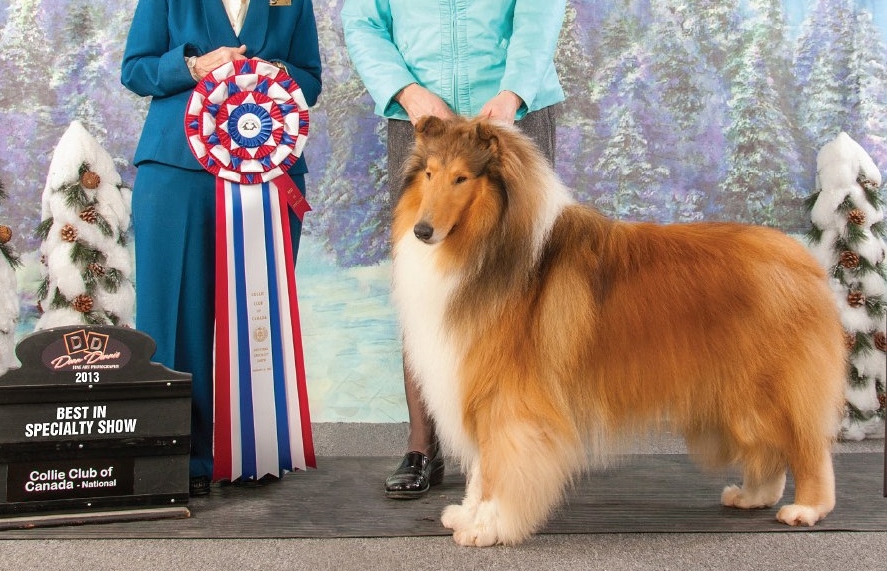 HOME | comeawaycollies