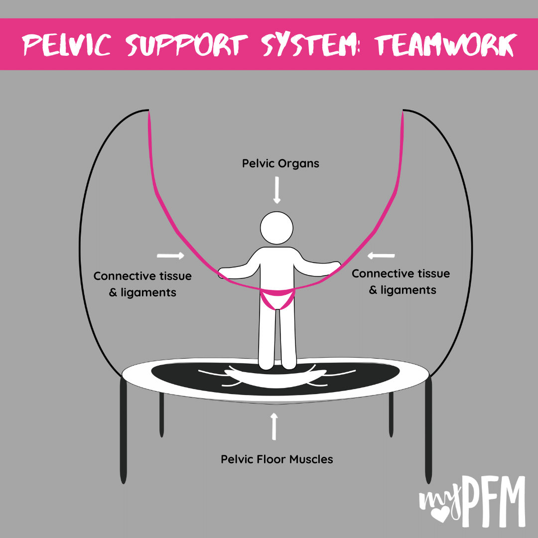 Pelvic Support System Teamwork