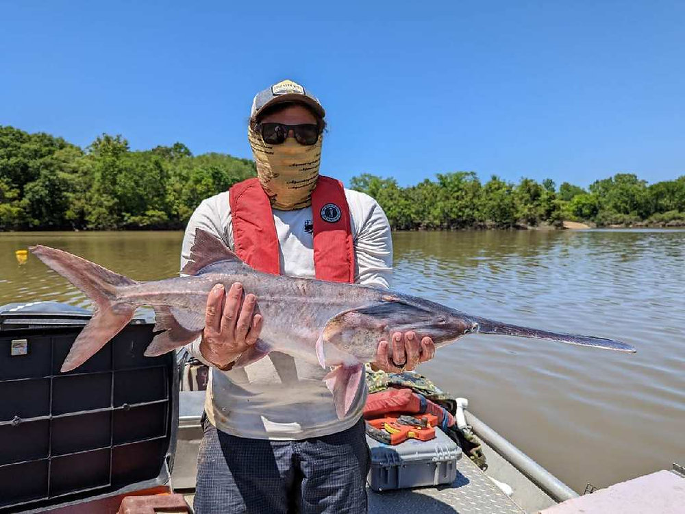 Come study Paddlefish with us! Recruiting a PhD Student