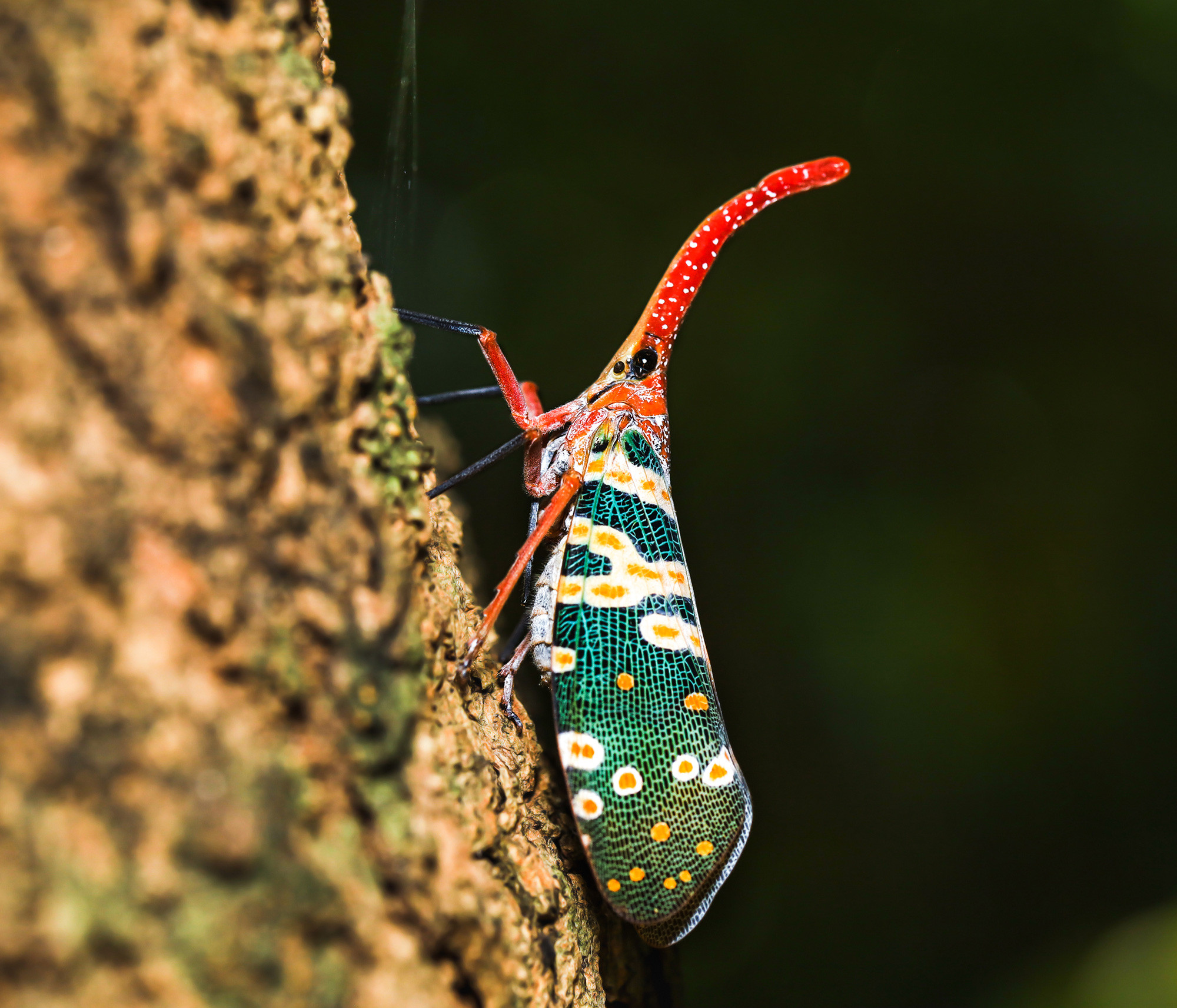 Fascinating Pyrops Candelaria