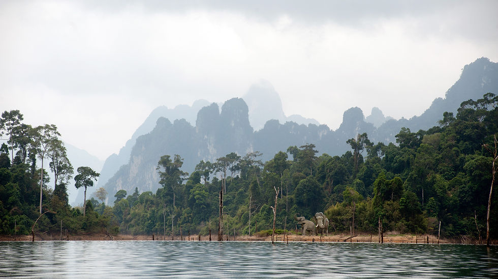 Khlong Saeng Wildlife Sanctuary in Khaosok National Park | Khao Sok ...