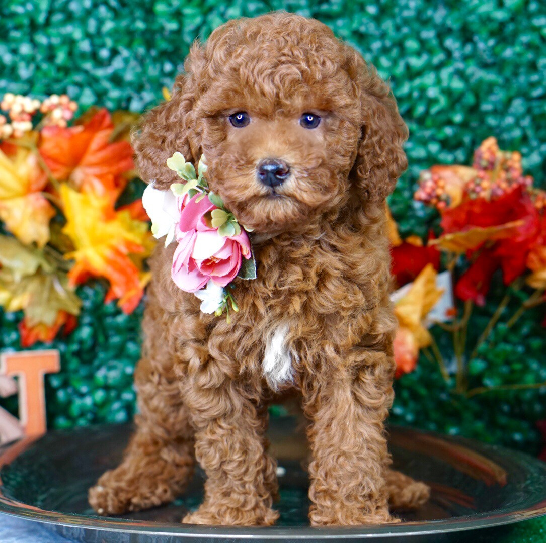 goldendoodle, puppy, labradoodle, cockapoo, poodle, cavapoo ...