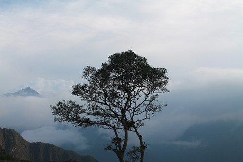 Tree on Machu Picchu | Lottie Eastwell Art